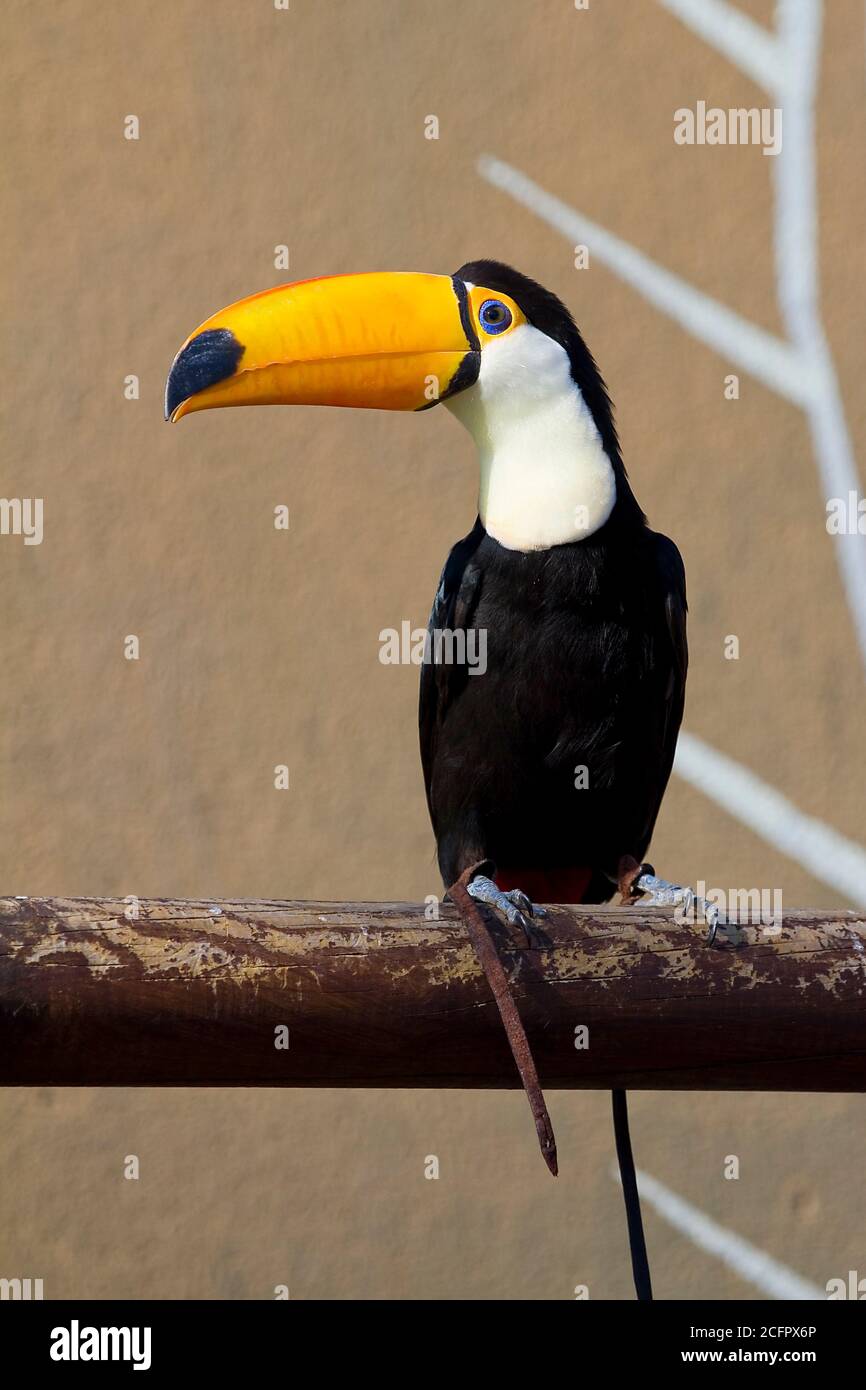 Toucan tropical hi-res stock photography and images - Alamy