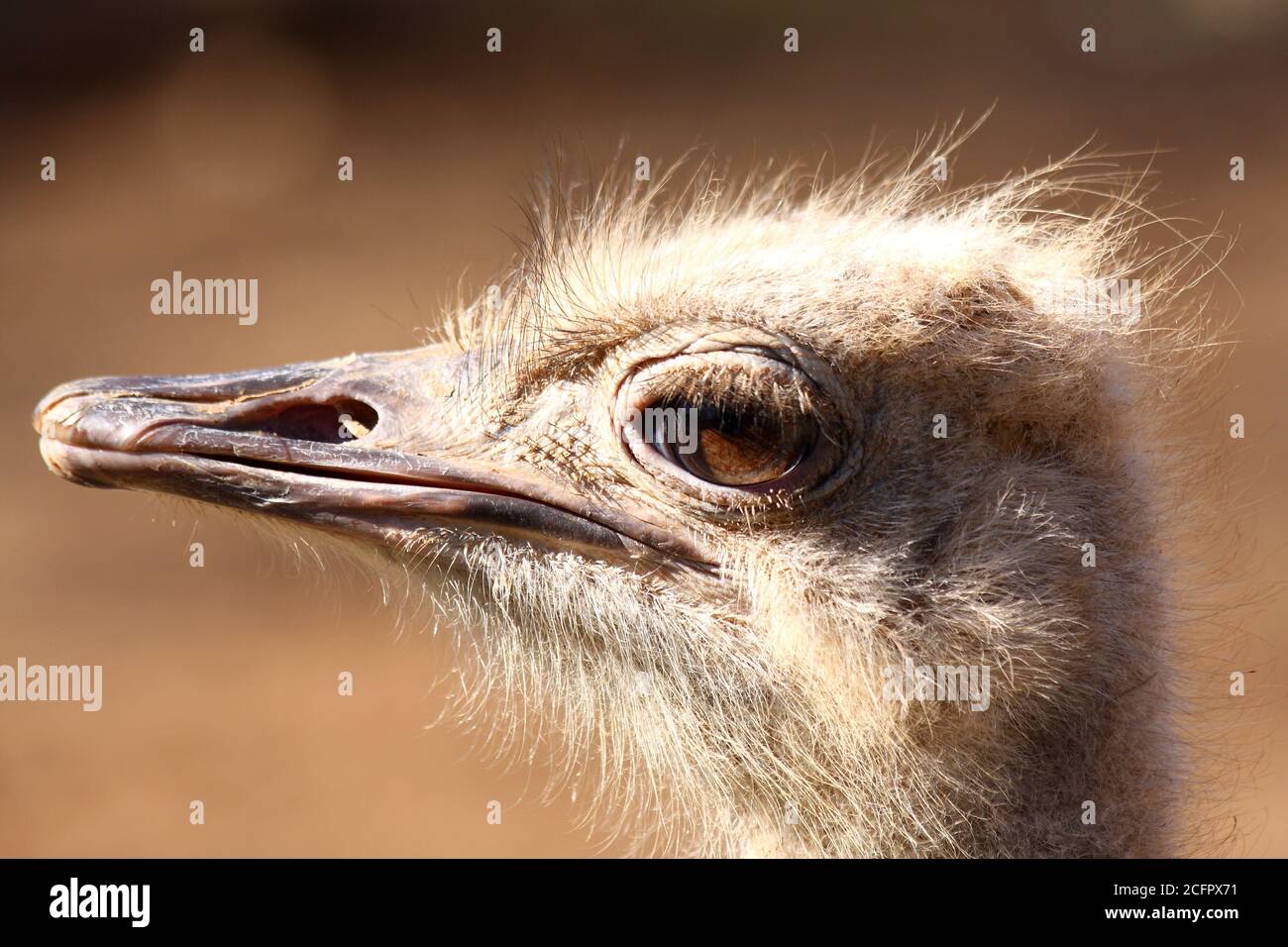 Ostrich bird head, Struthio camelus Stock Photo - Alamy