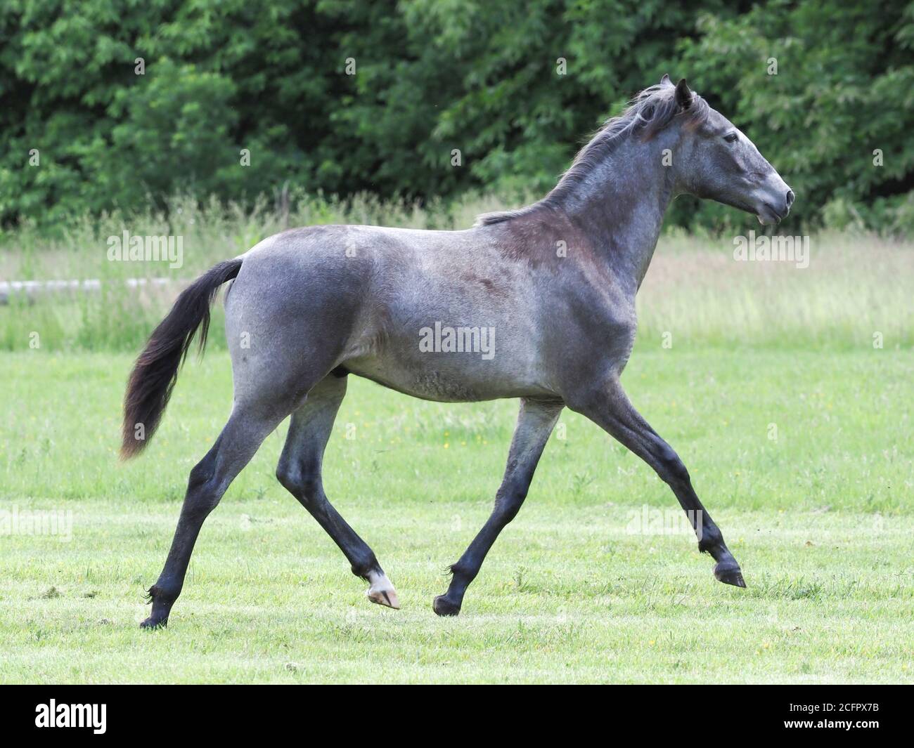 Silver Dunskin Horse