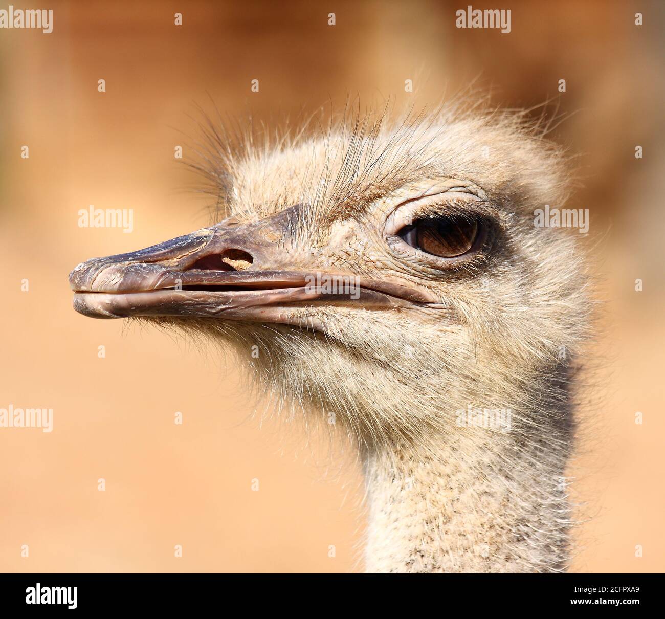 Ostrich bird head, Struthio camelus Stock Photo - Alamy