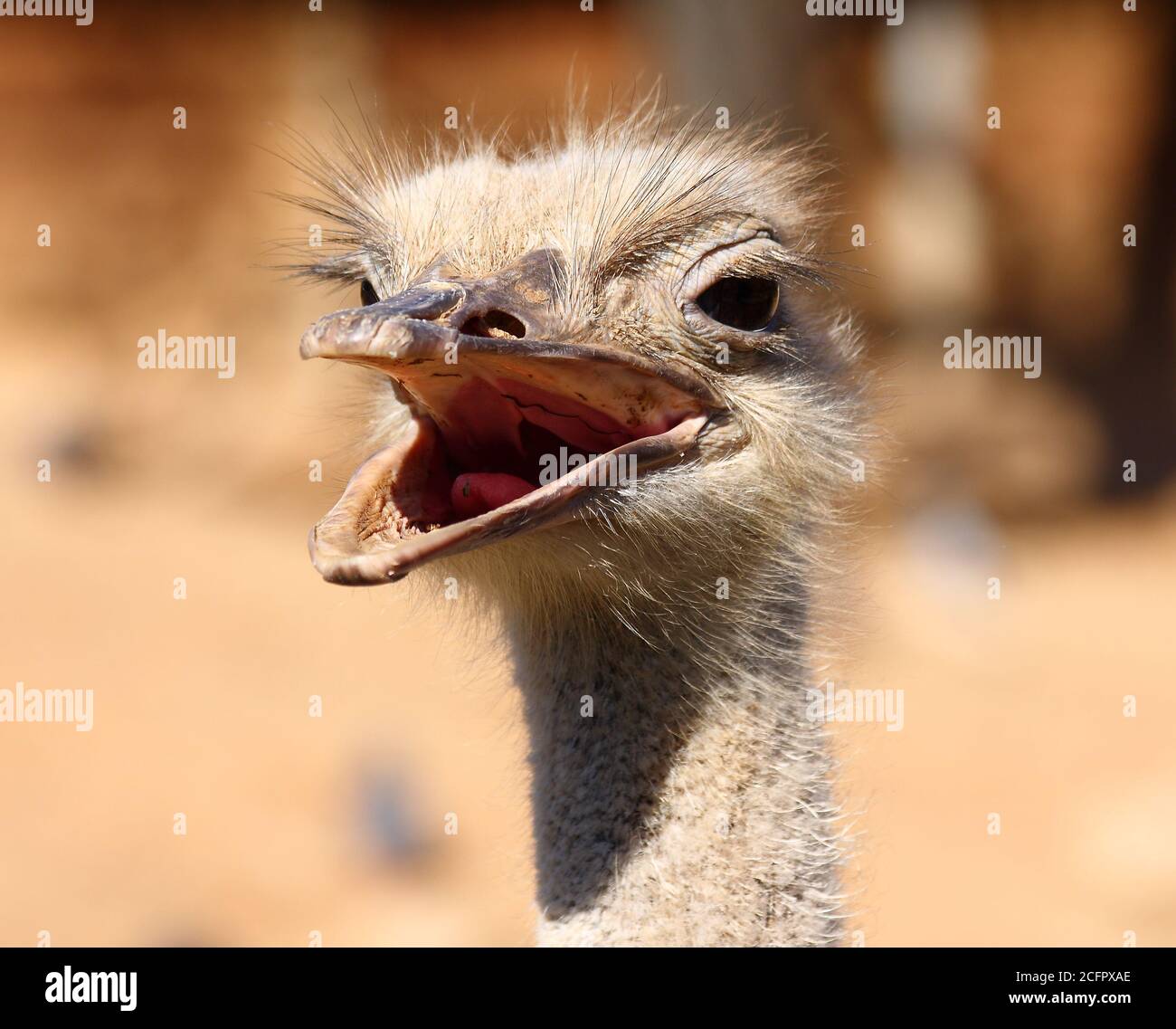 Ostrich bird head, Struthio camelus Stock Photo - Alamy