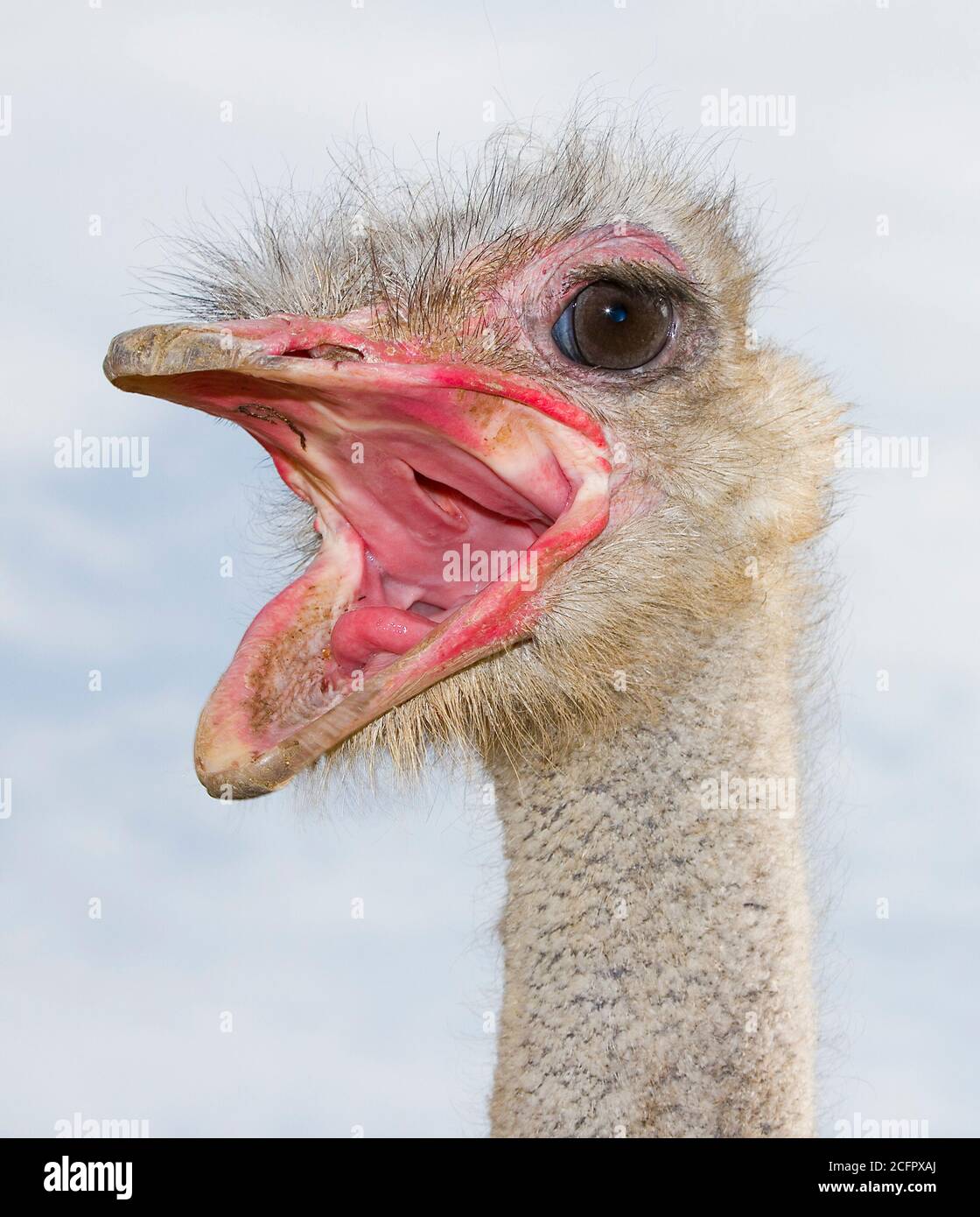 Ostrich bird head, Struthio camelus Stock Photo - Alamy