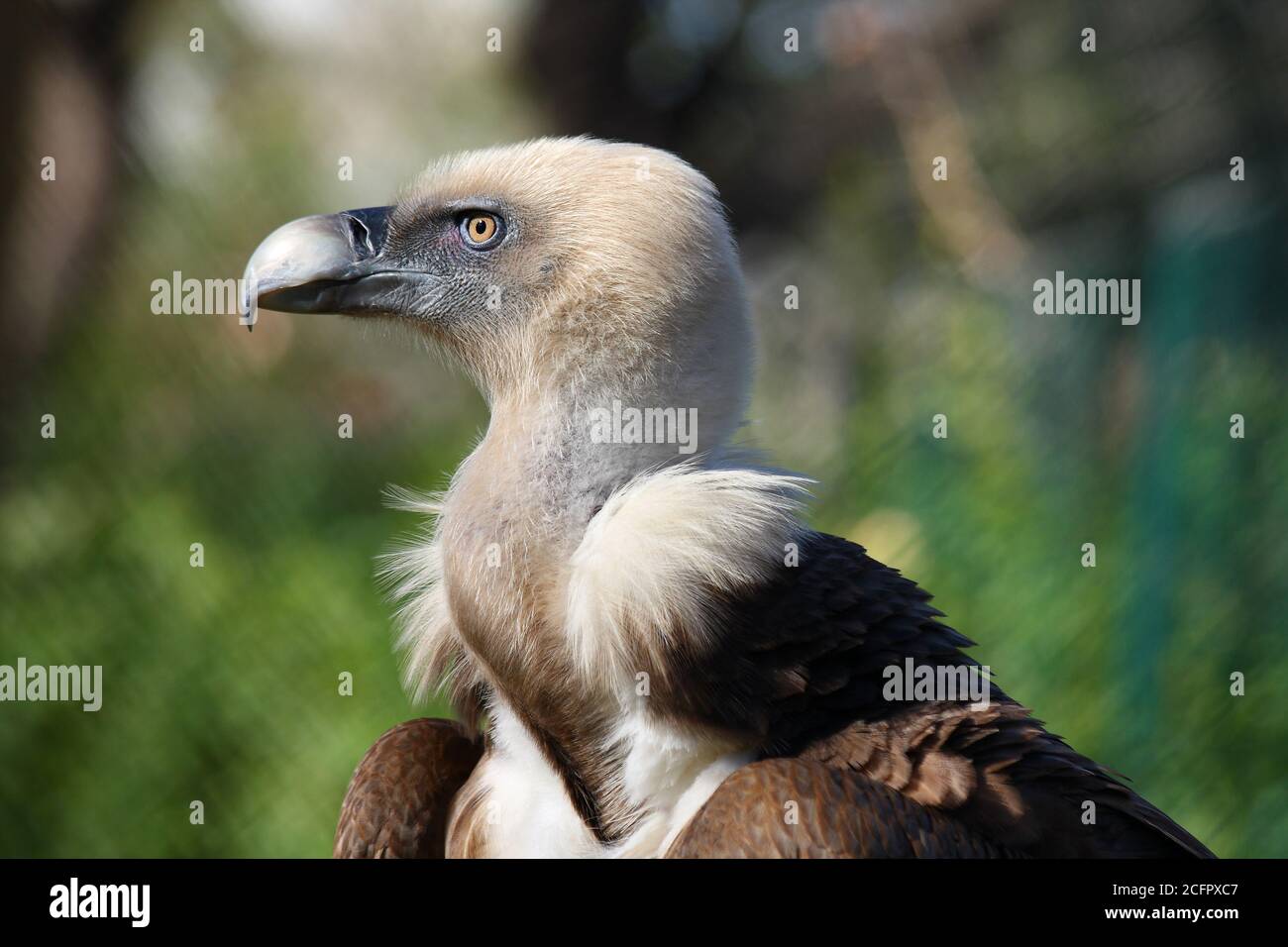 Griffin vulture (Gyps fulvus Stock Photo - Alamy