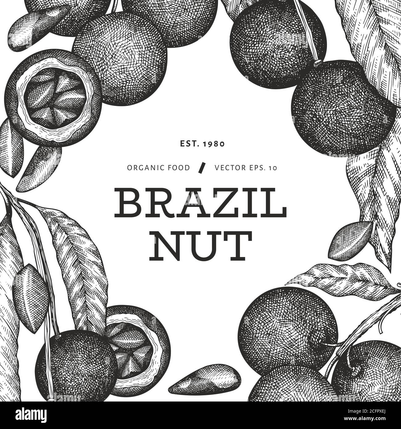 Brazilian nut tree Stock Vector Images - Alamy