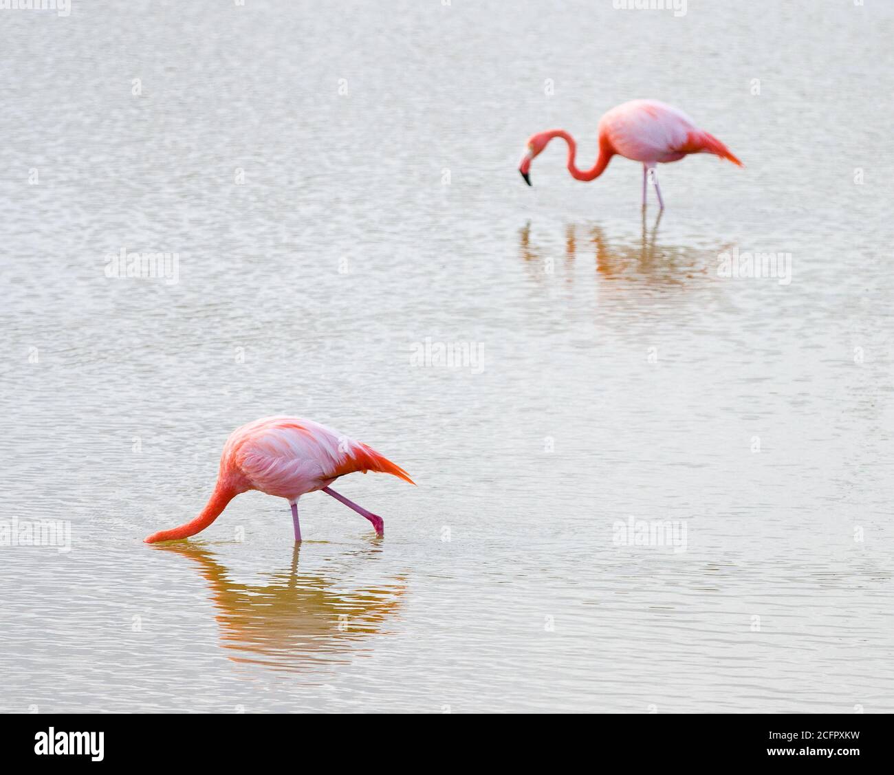 Flamingo in the marsh hi-res stock photography and images - Alamy