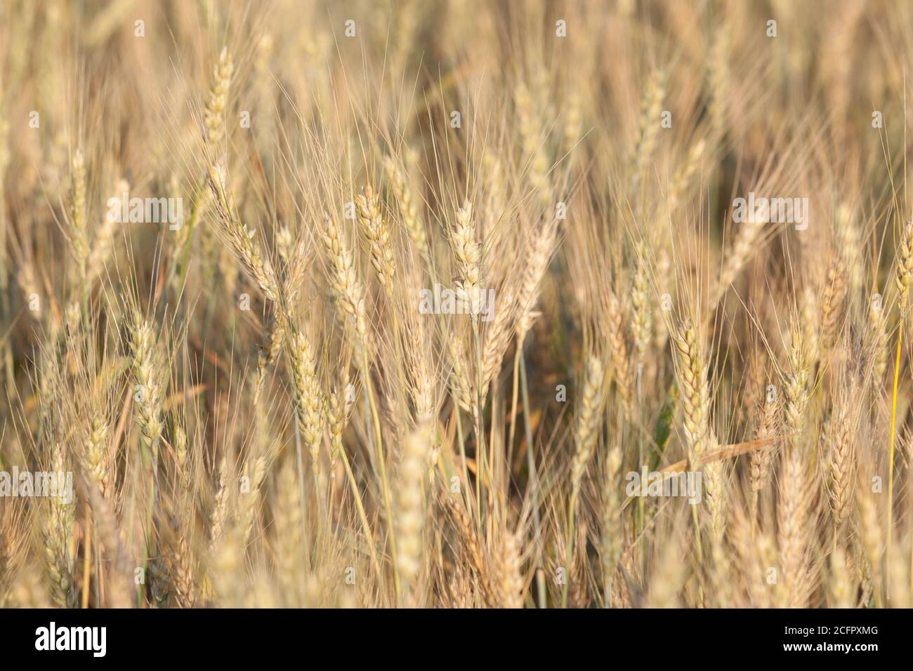 Sunlit wheat hi-res stock photography and images - Alamy