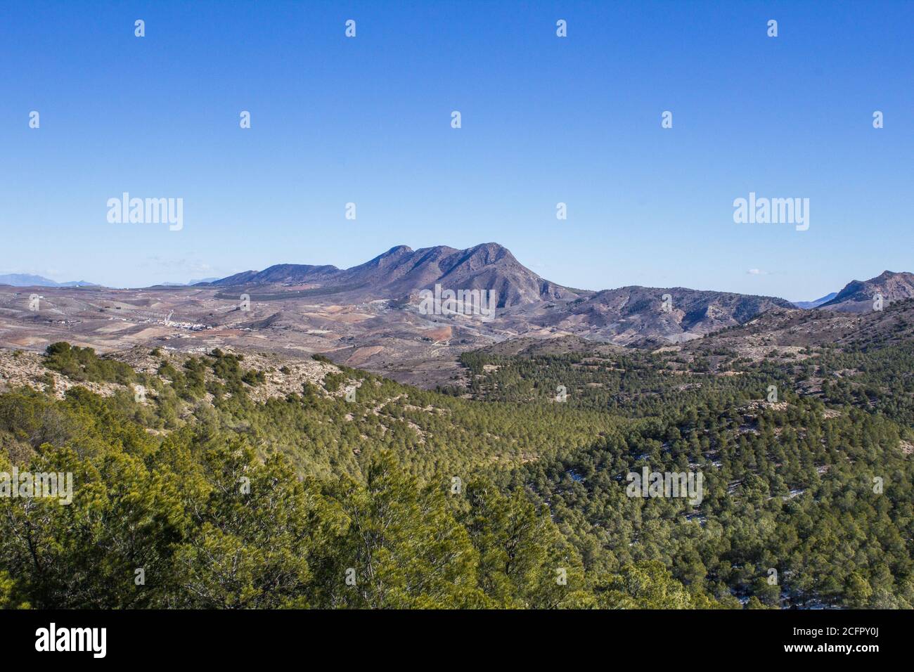 Andalusian fir hi-res stock photography and images - Alamy