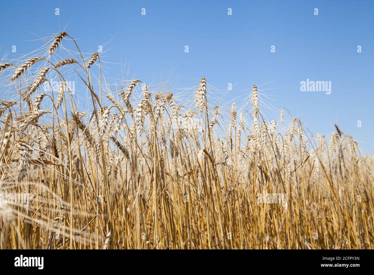 Bright yellow wheat stems hi-res stock photography and images - Alamy