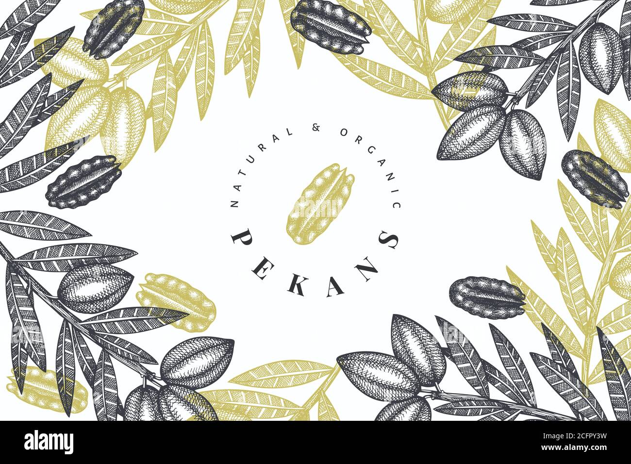 Hand drawn pecan branch and kernels design template. Organic food ...