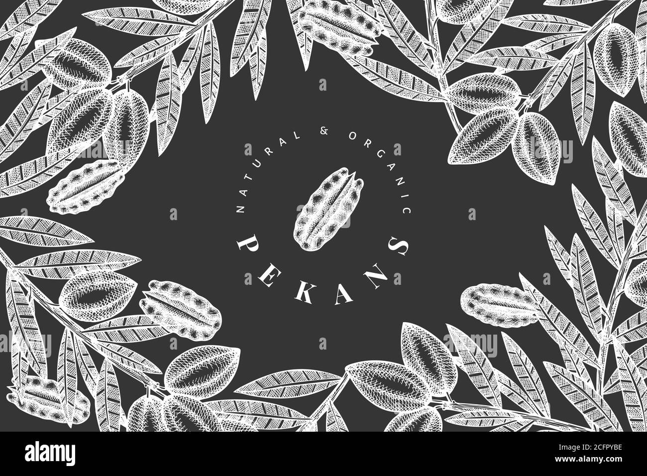 Hand drawn pecan branch and kernels design template. Organic food ...