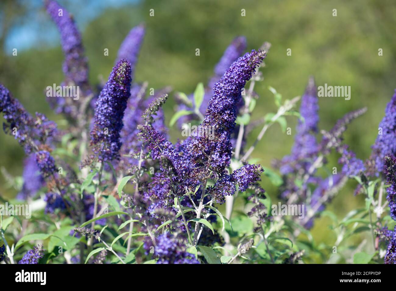 Buddleja flowers in the summer shot in the national collection in ...