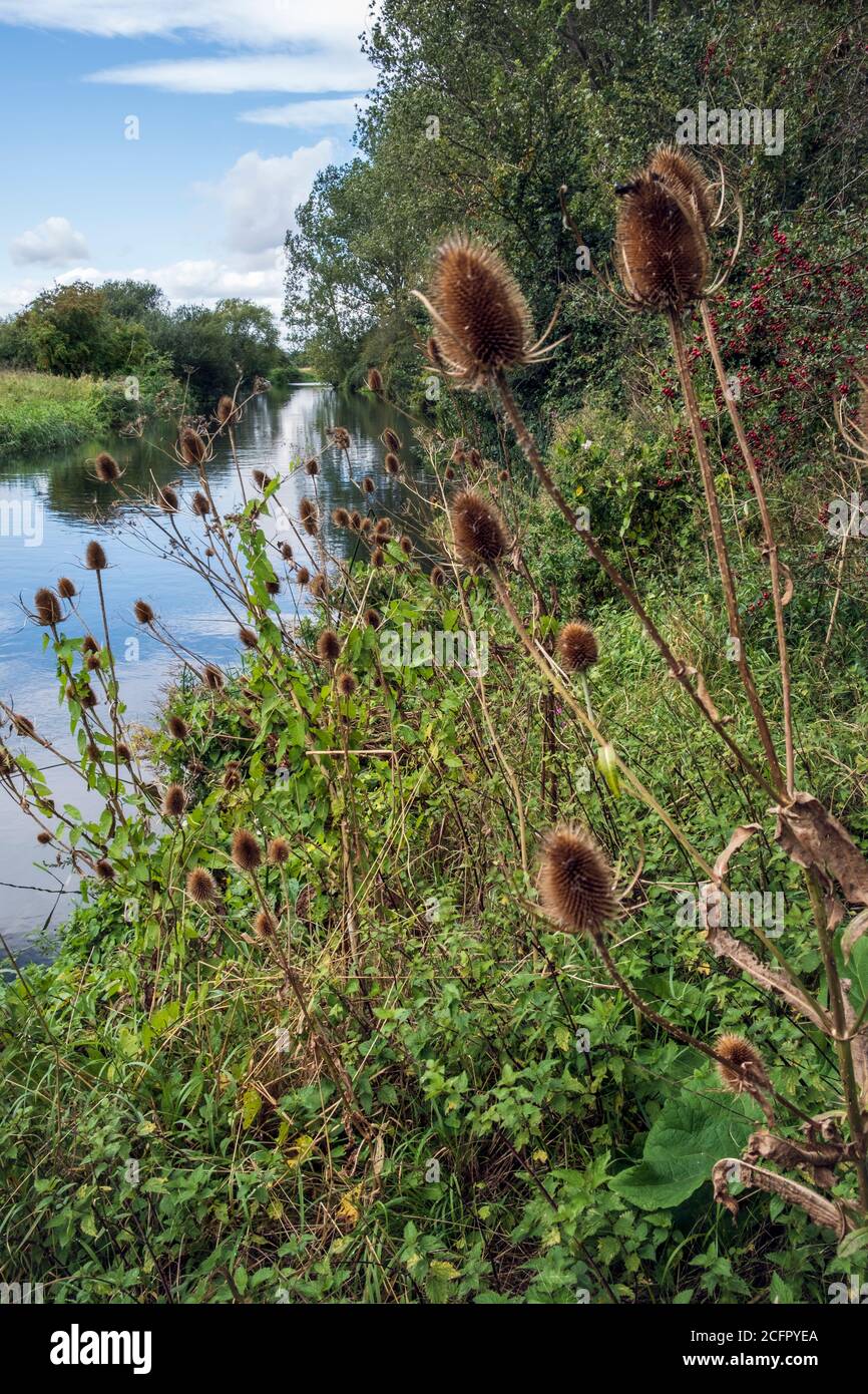 The Nene Navigation, River Nene, near Nassington, Northamptonshire ...