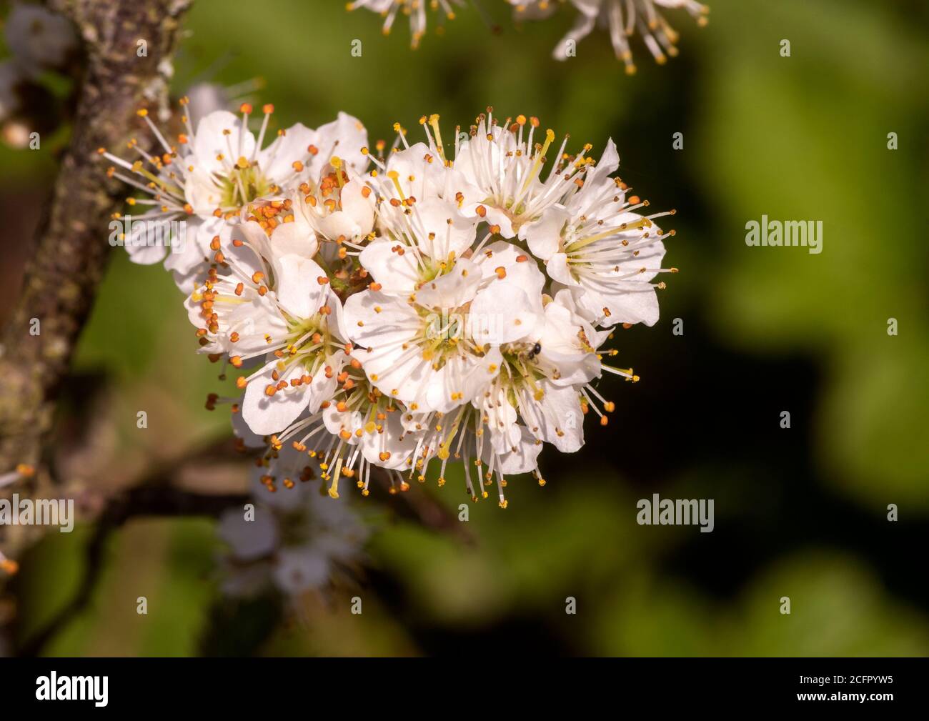 A popular tree for hedging fields, the early blossoms appear before the ...