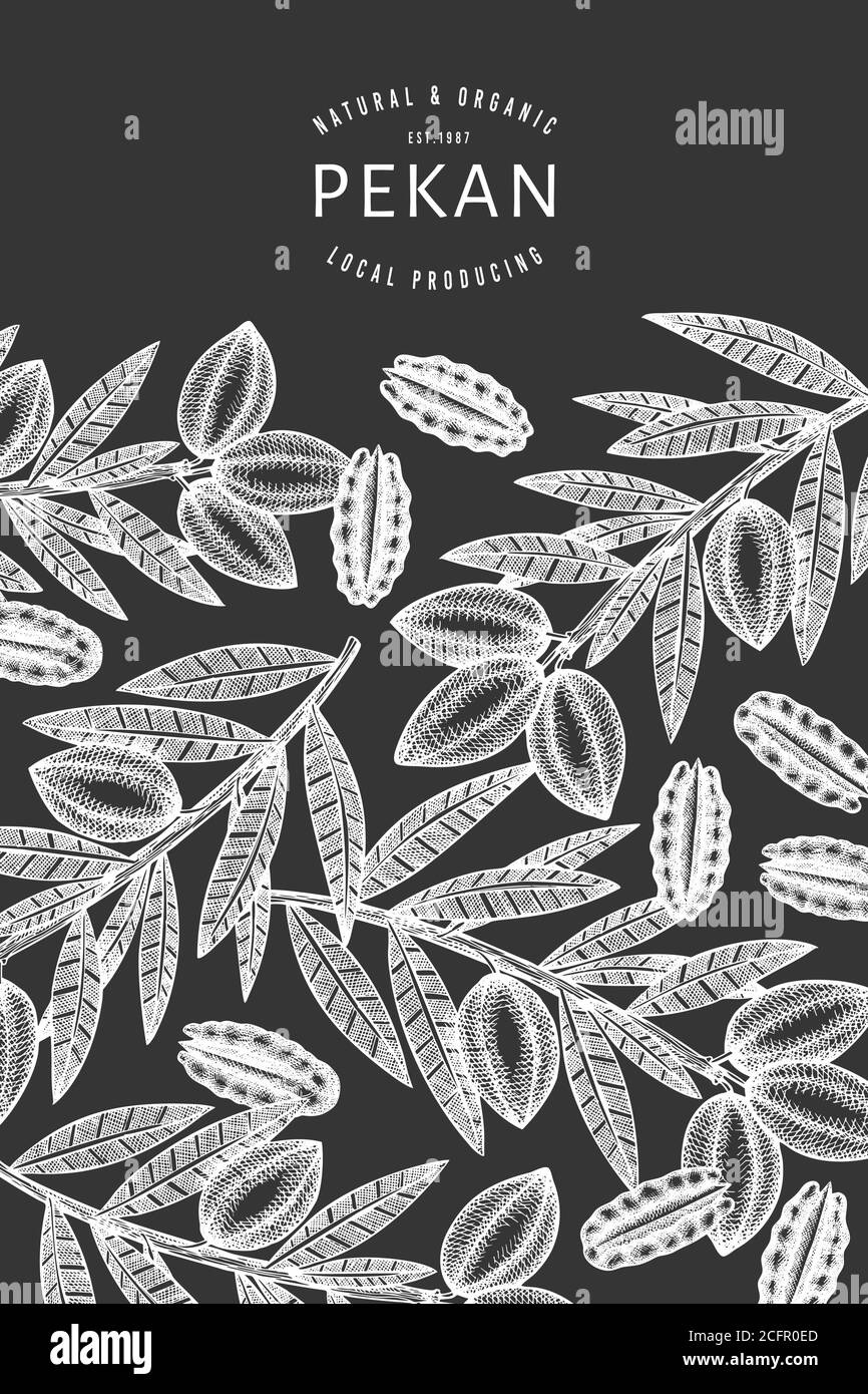 Hand drawn pecan branch and kernels design template. Organic food ...