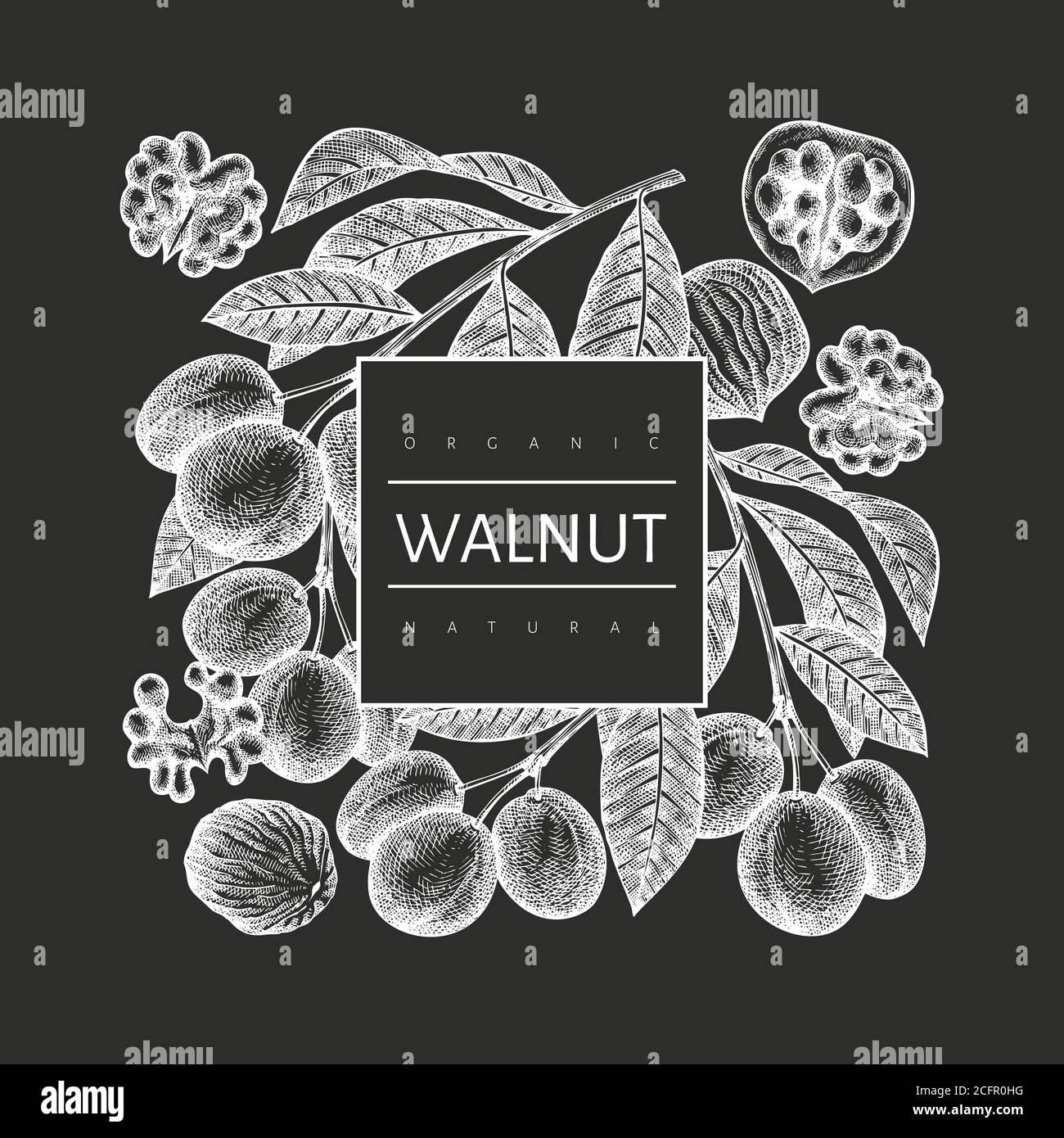 Hand drawn sketch walnut design template. Organic food vector ...
