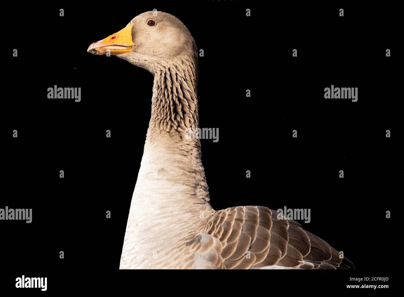 Greylag Goose with a long neck and light brown and Greylag Goose ...