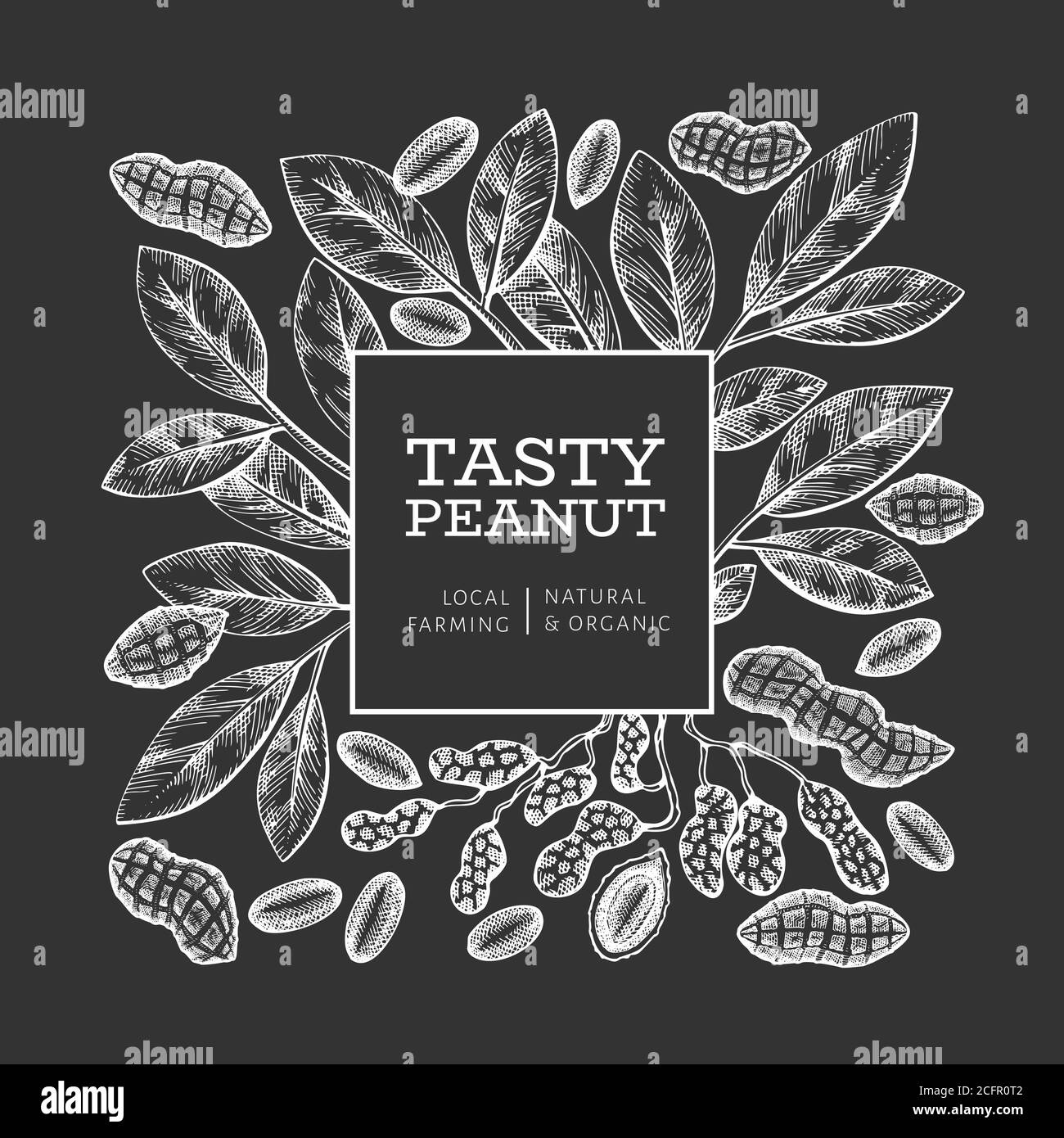 Hand drawn peanut branch and kernels design template. Organic food ...