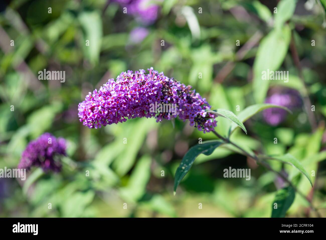 Buddleja flowers in the summer shot in the national collection in ...