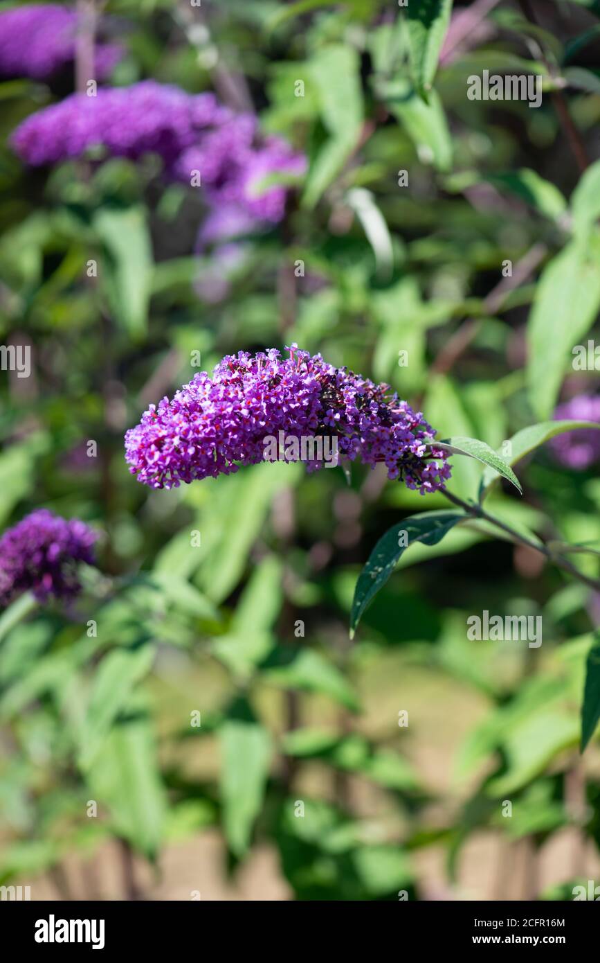 Buddleja flowers in the summer shot in the national collection in ...