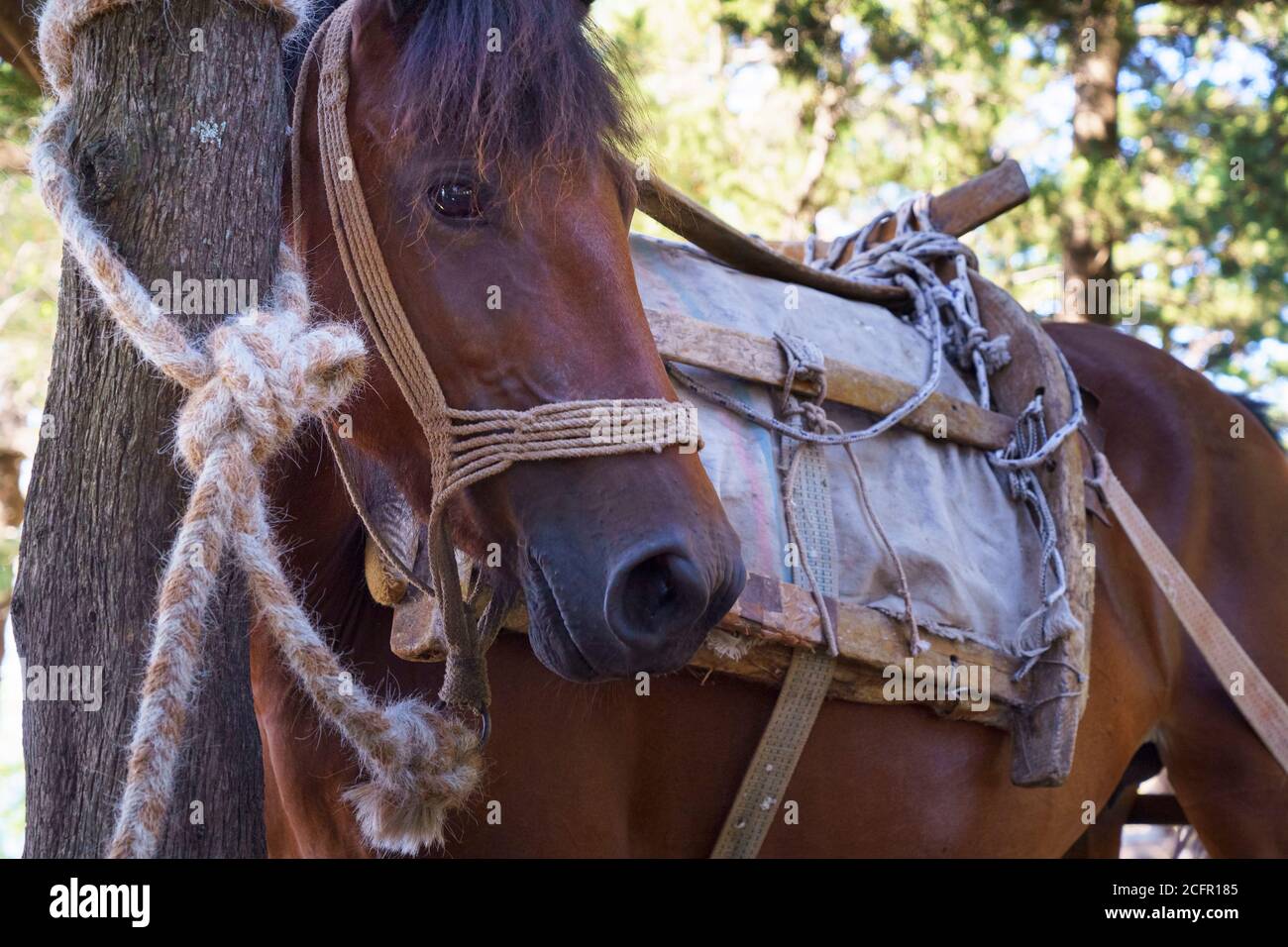 Antique saddle hi-res stock photography and images - Alamy