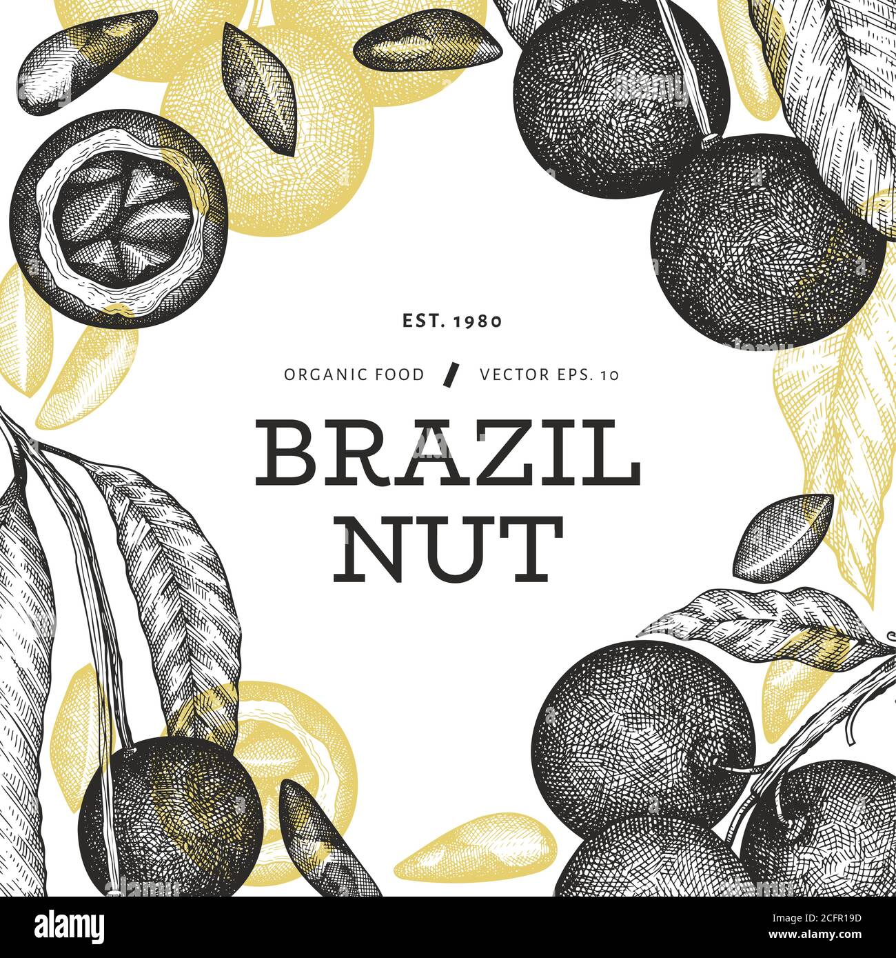 Brazilian nut tree Stock Vector Images - Alamy