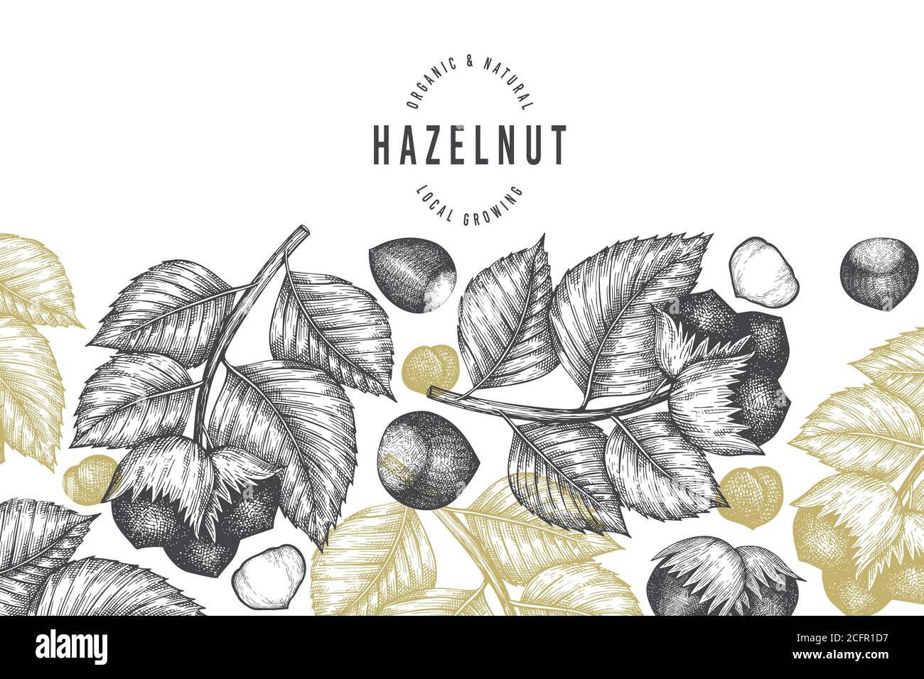 Hand drawn sketch hazelnut design template. Organic food vector ...