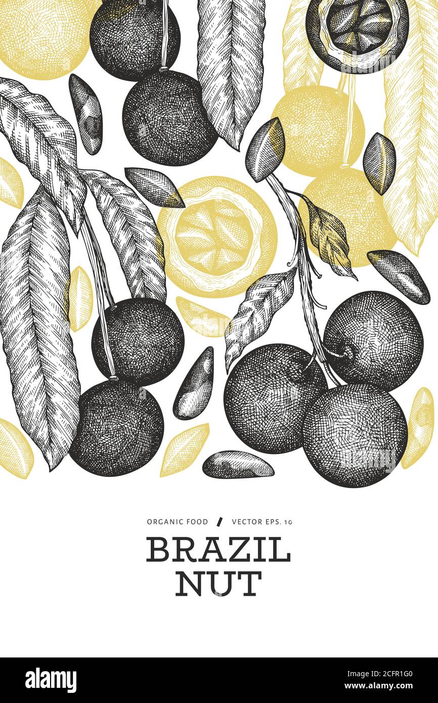 Brazil nuts tree Stock Vector Images - Alamy