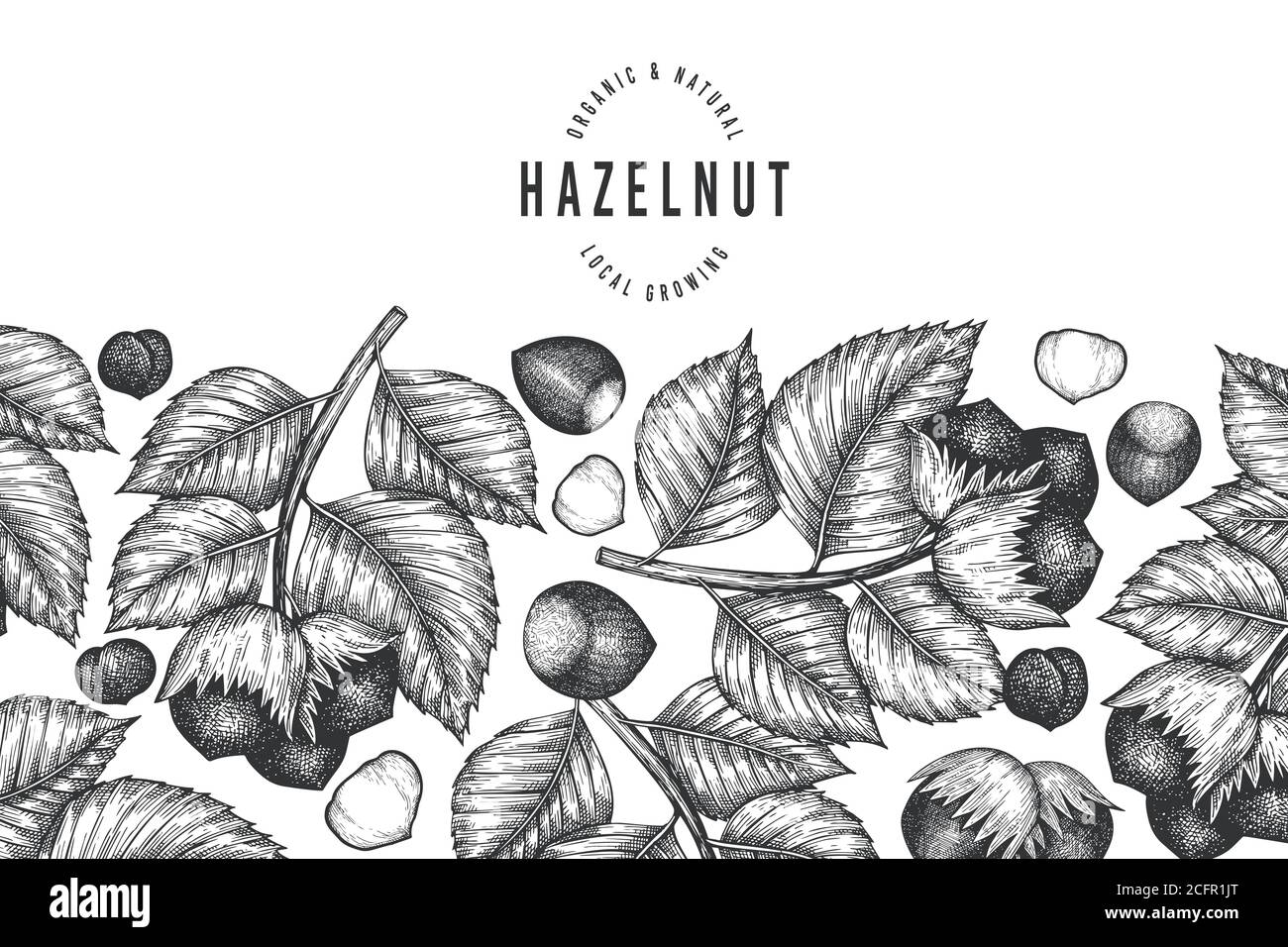 Hand drawn sketch hazelnut design template. Organic food vector ...