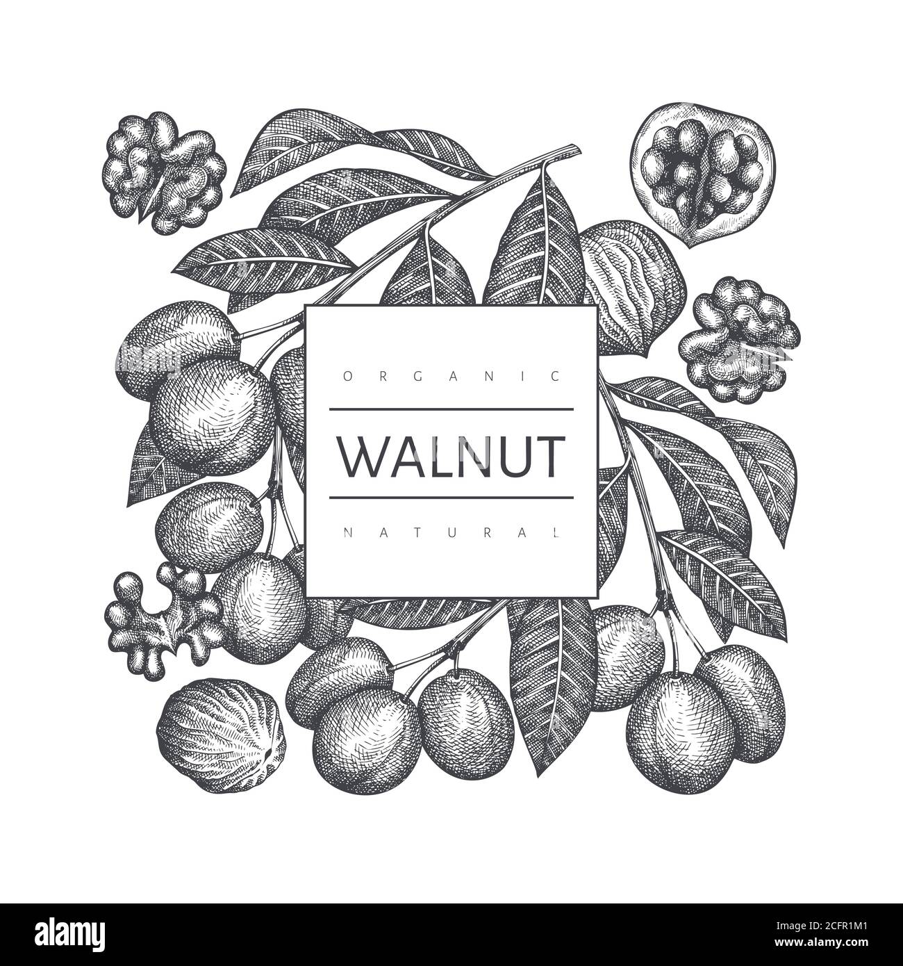 Hand drawn sketch walnut design template. Organic food vector ...