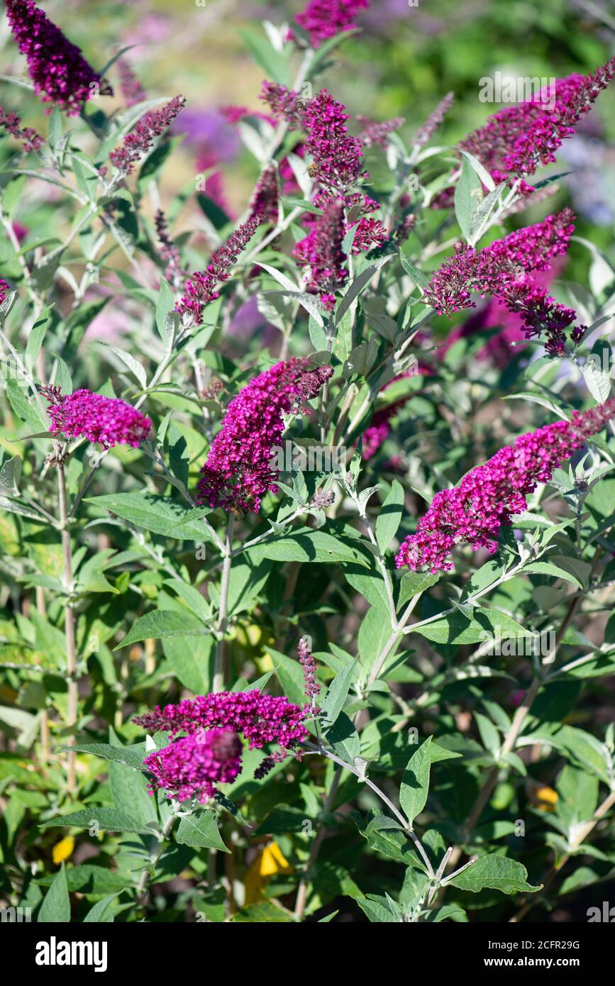 Buddleja flowers in the summer shot in the national collection in ...