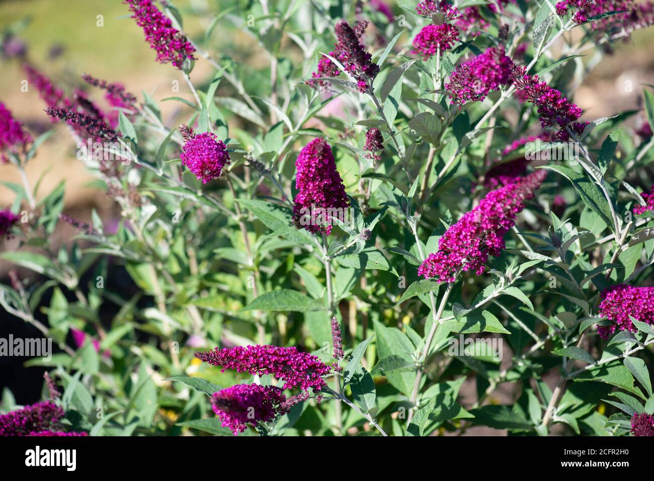Buddleja flowers in the summer shot in the national collection in ...