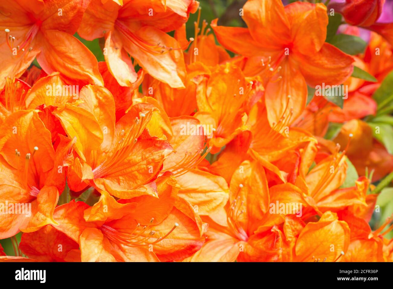 Orange azalea hi-res stock photography and images - Alamy