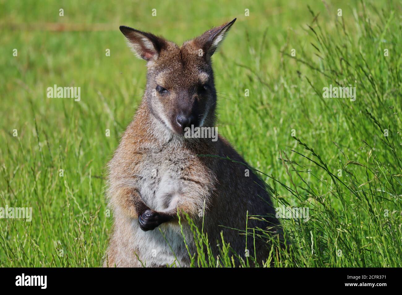 Kangaroo Hands