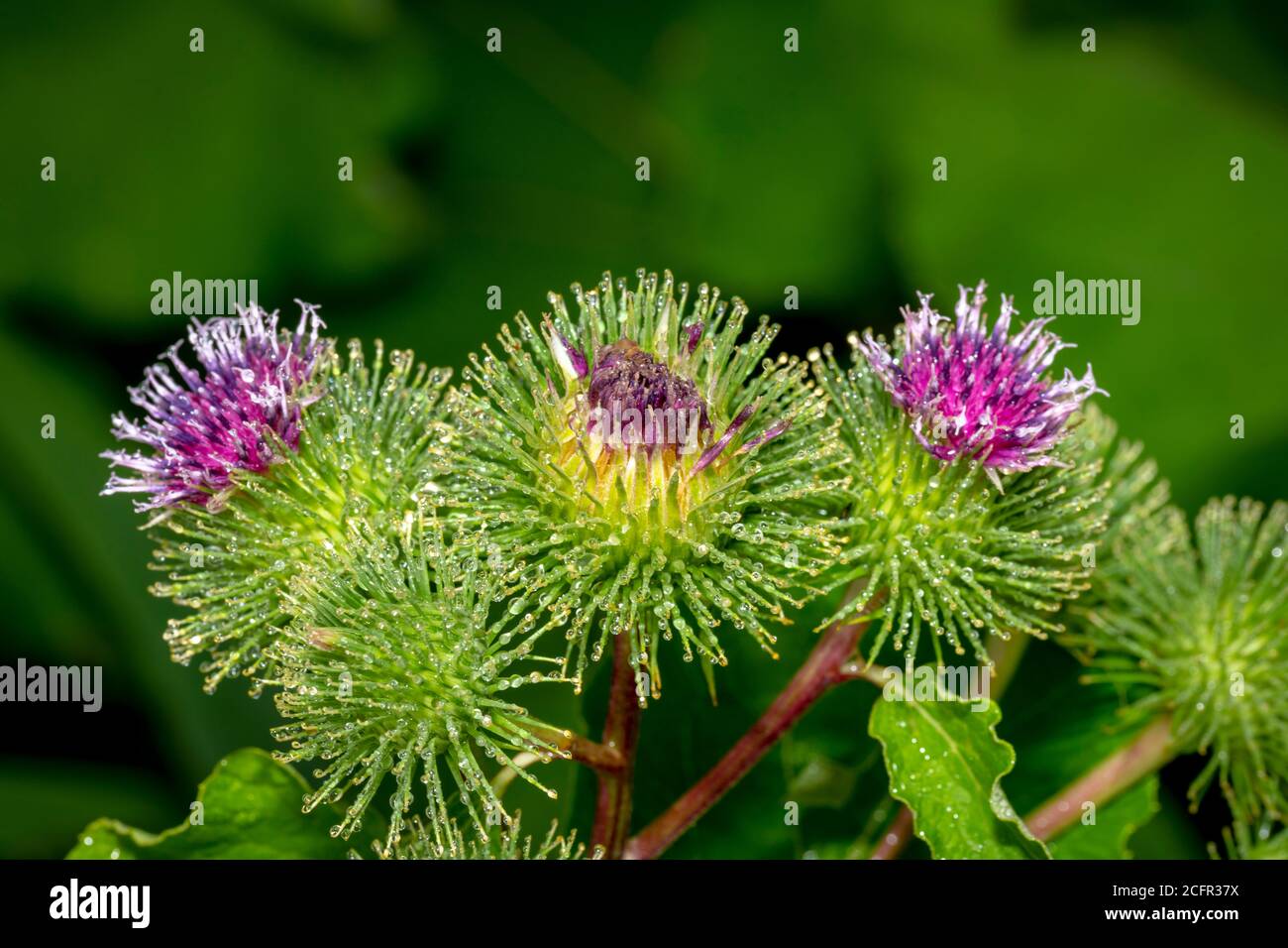 Bud of a Banater globular thistle with water drops in front of blurred ...