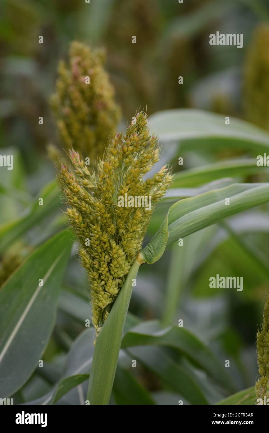 Great millet hi-res stock photography and images - Alamy