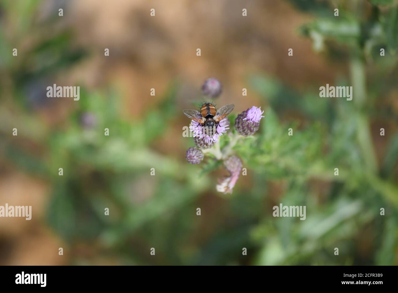 Fat fly hi-res stock photography and images - Alamy