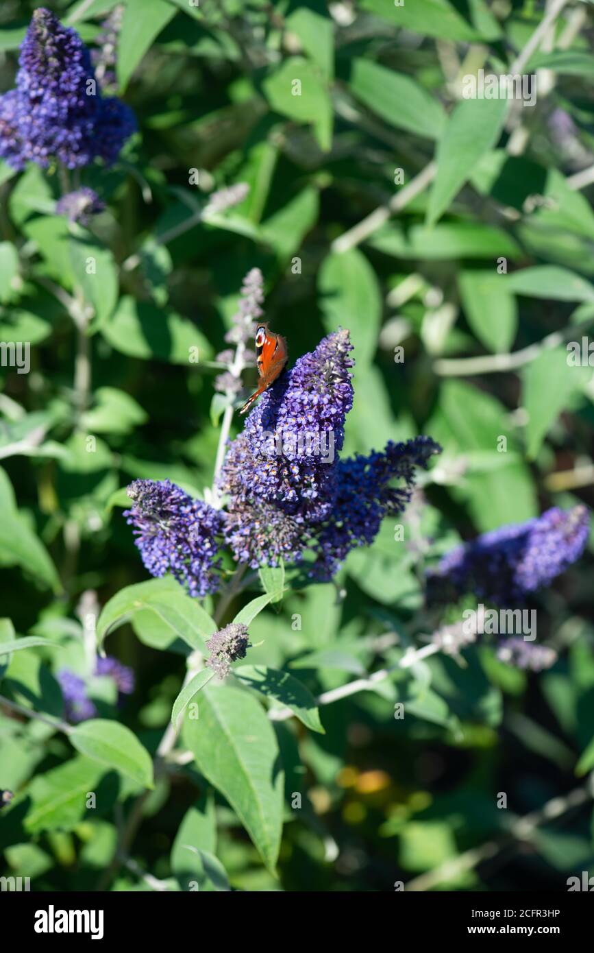 Buddleja flowers in the summer shot in the national collection in ...