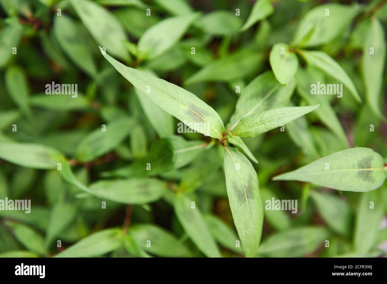 Vietnamese mint in the garden / Vietnamese Coriander herb and vegetable ...