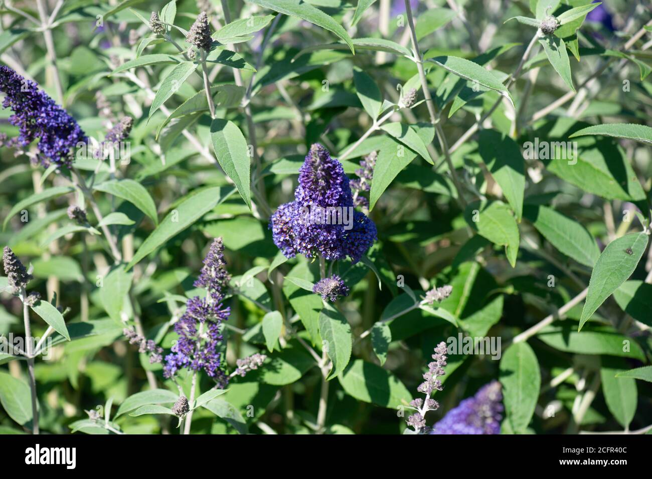 Buddleja flowers in the summer shot in the national collection in ...