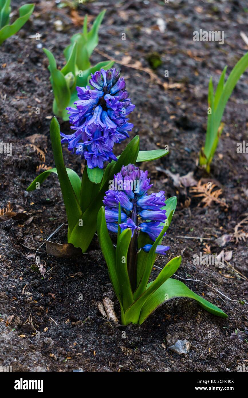 Purple hyacinths in flowerbed hi-res stock photography and images - Alamy