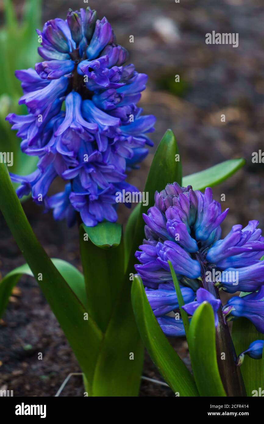Purple hyacinths in flowerbed hi-res stock photography and images - Alamy
