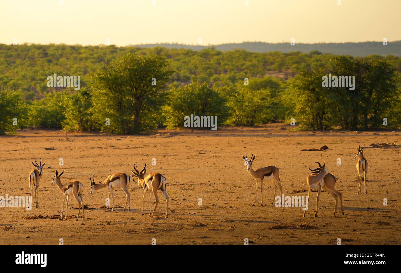 Springbok with horns hi-res stock photography and images - Alamy