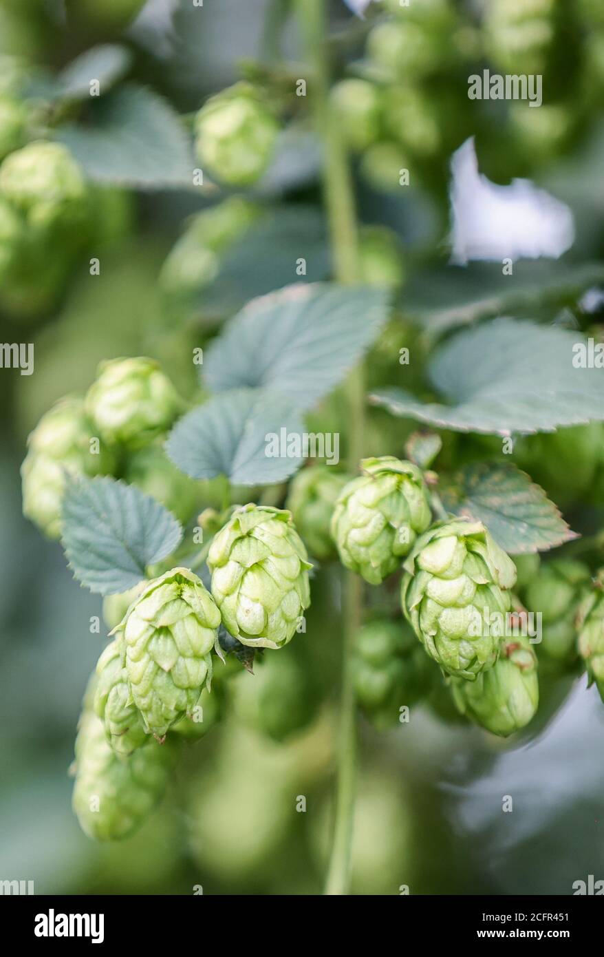 Weddegast, Germany. 07th Sep, 2020. Hops grow in the hop garden of the ...