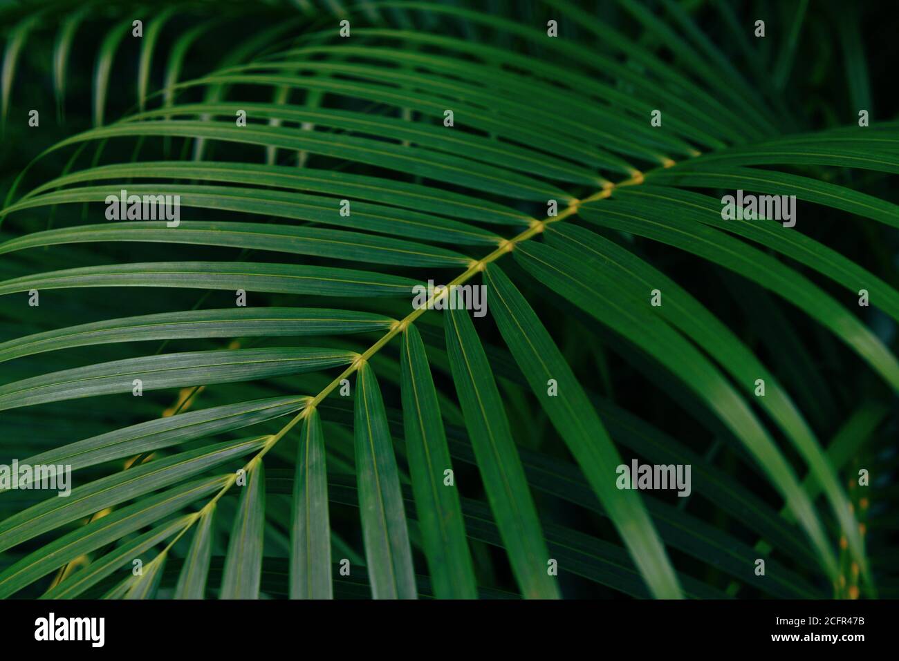 Plam leaves natural green pattern on dark background / Leaf beautiful ...