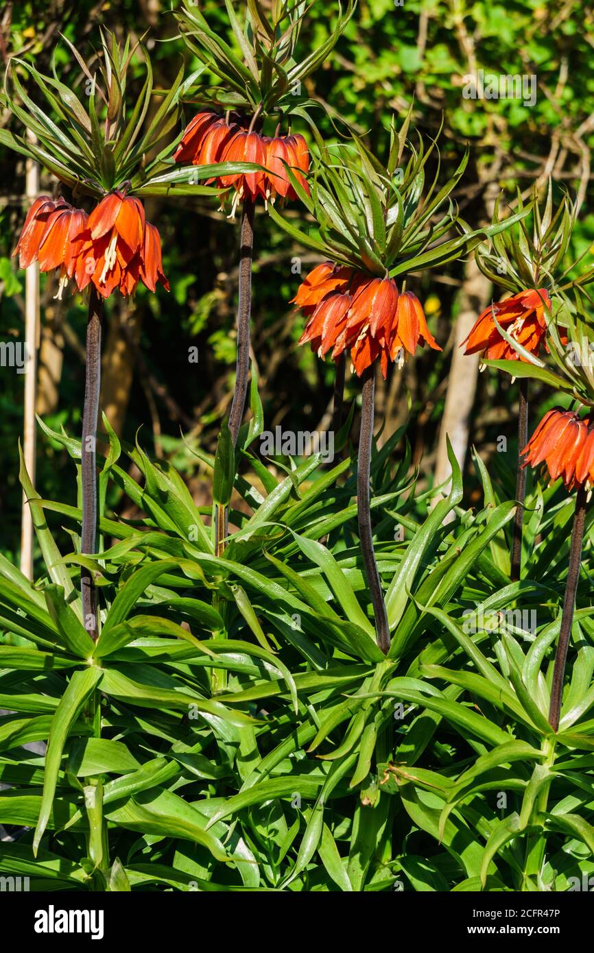 Beautiful orange grouse flowers hi-res stock photography and images - Alamy