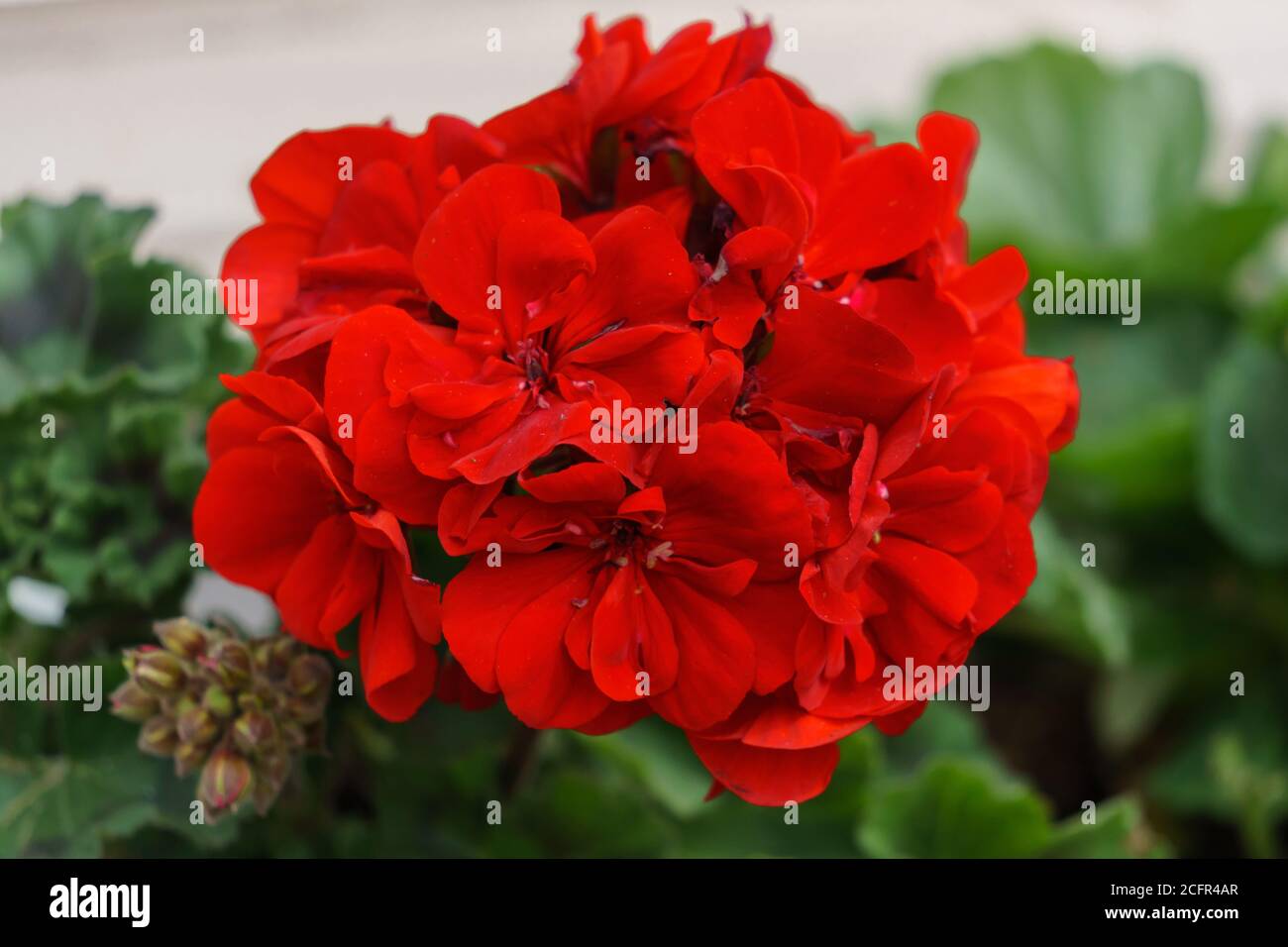 Bright red bud of a geranium flower on a wall background Stock Photo ...