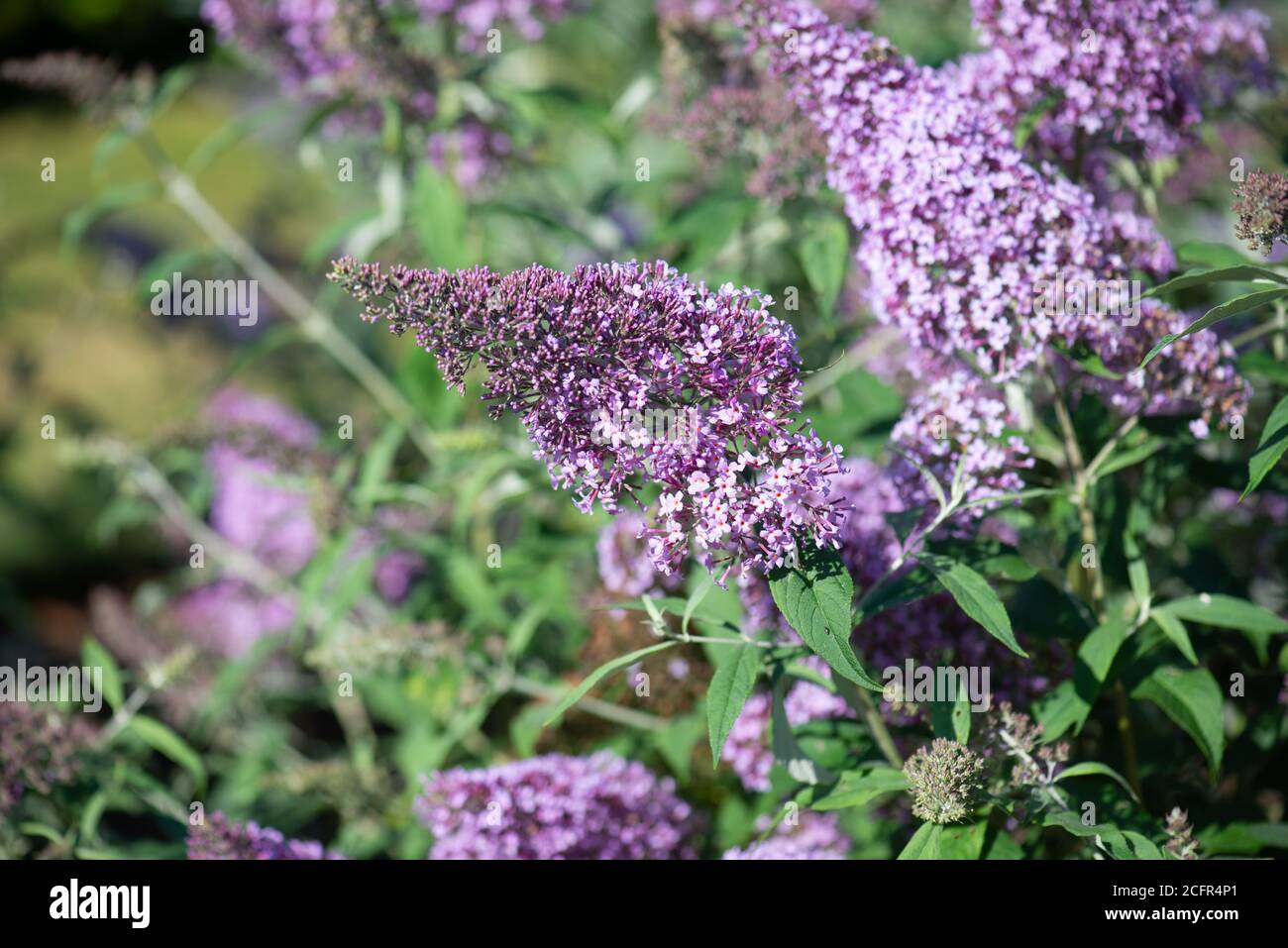 Buddleja flowers in the summer shot in the national collection in ...