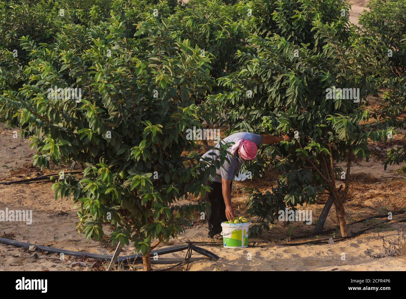 Khan Yunis, The Gaza Strip, Palestine. 7th Sep, 2020. A Palestinian ...