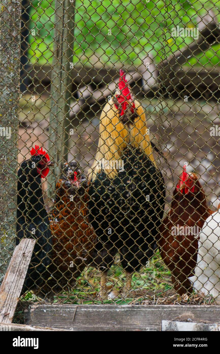 Iron rooster hi-res stock photography and images - Alamy
