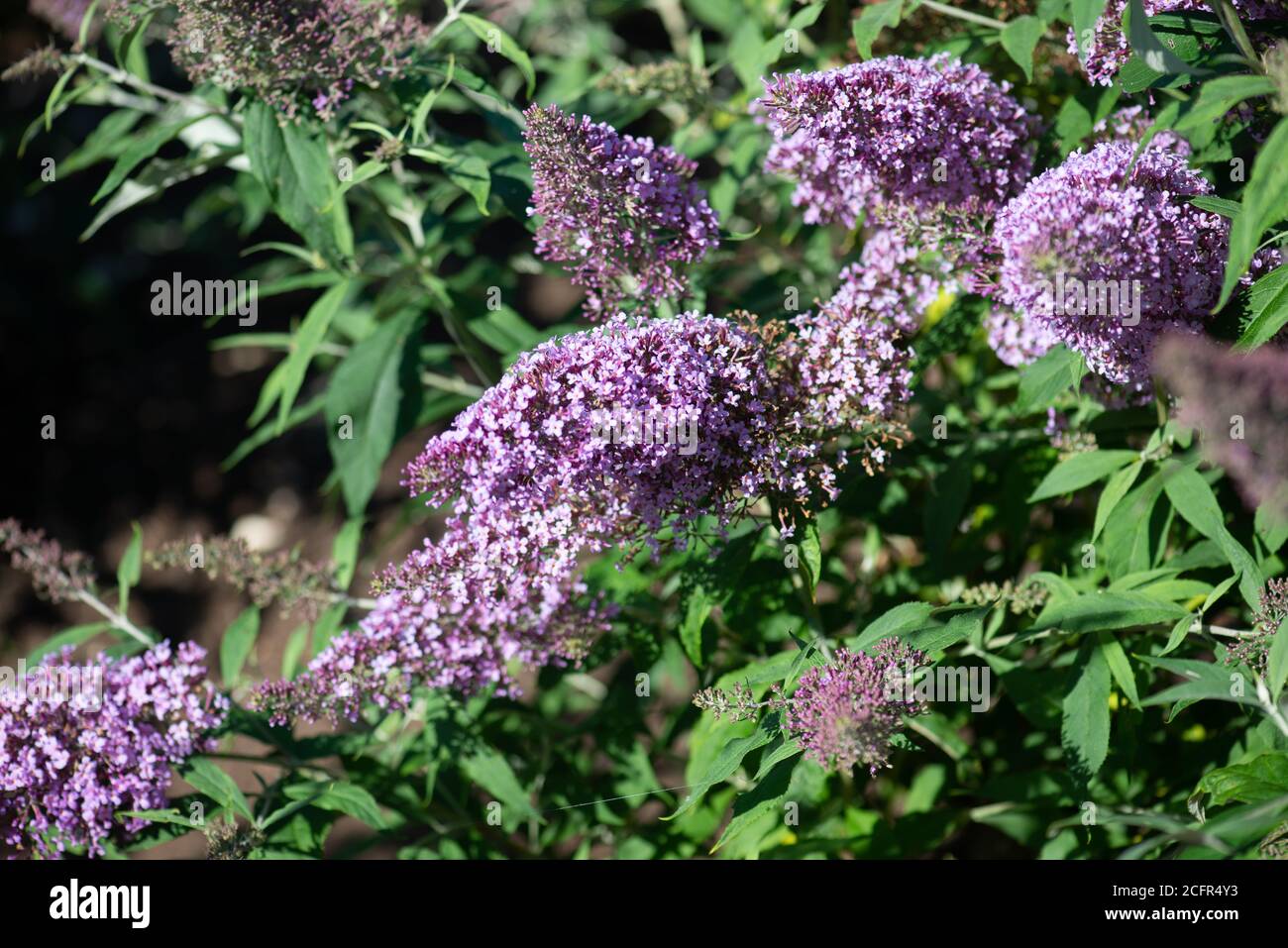 Buddleja flowers in the summer shot in the national collection in ...